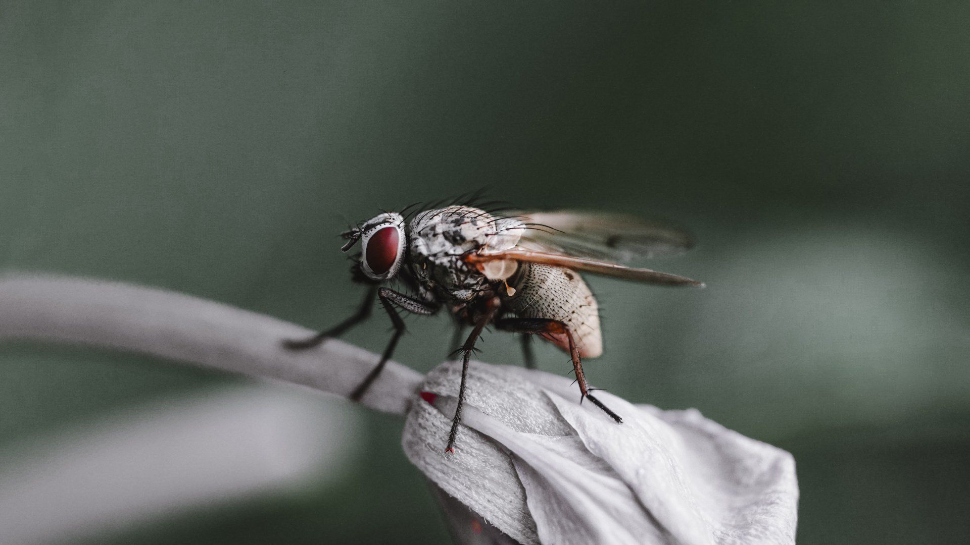 Watch Out for These Summertime Bugs in Sacramento