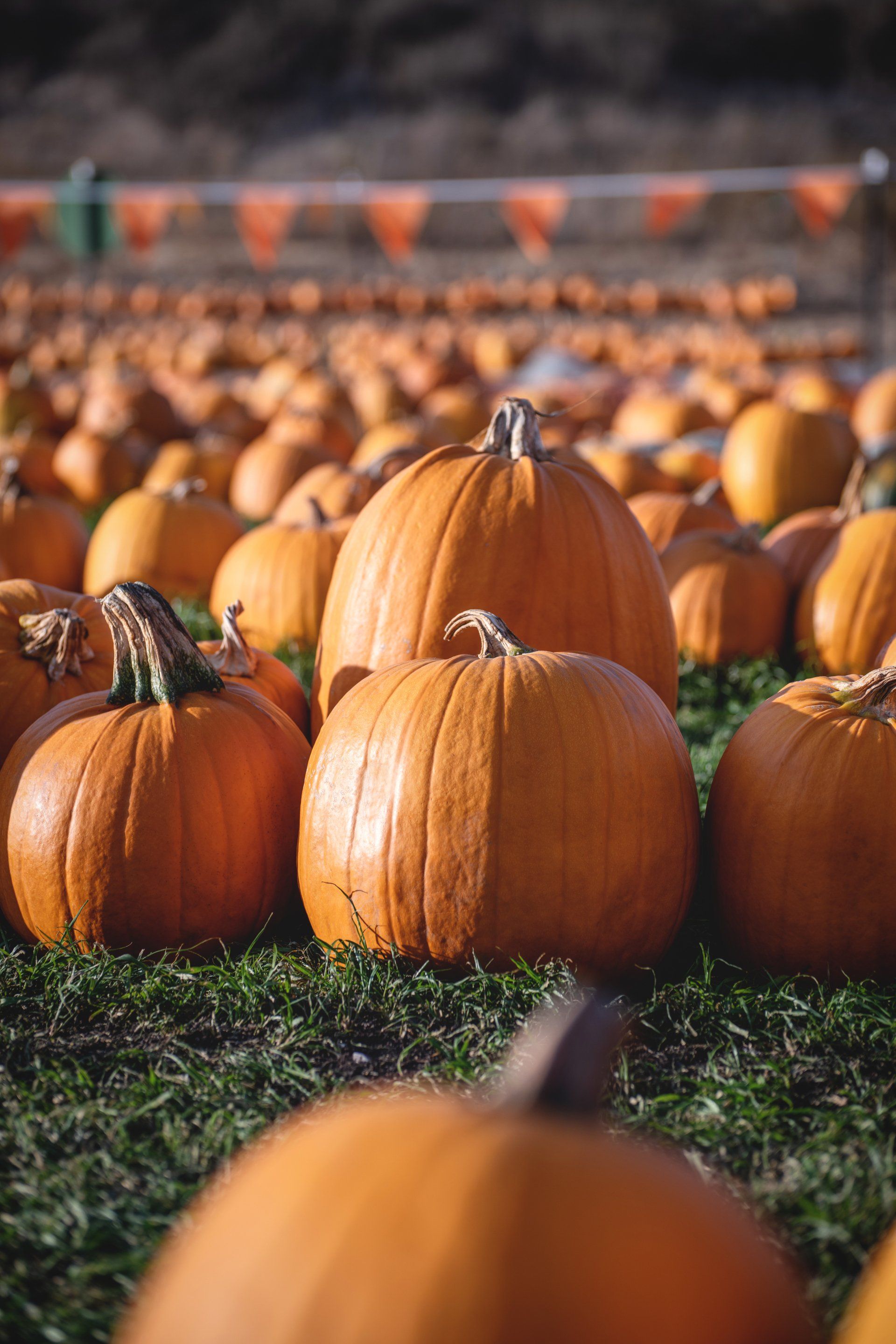 Pumpkin Patch Adventures in Morgan County: Fall Fun for the Whole Family