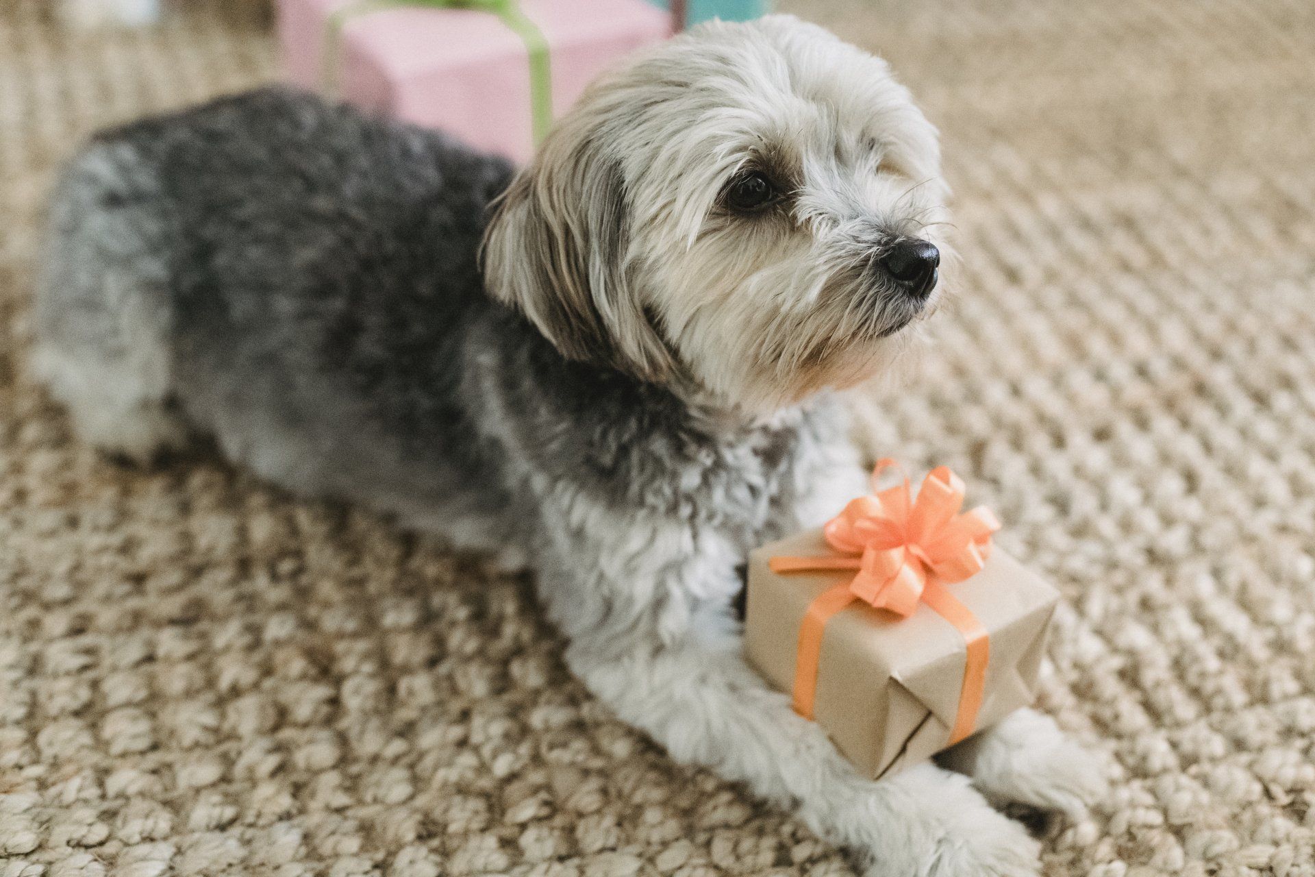 ¿Qué se Puede Regalar a los Perros en Navidad?