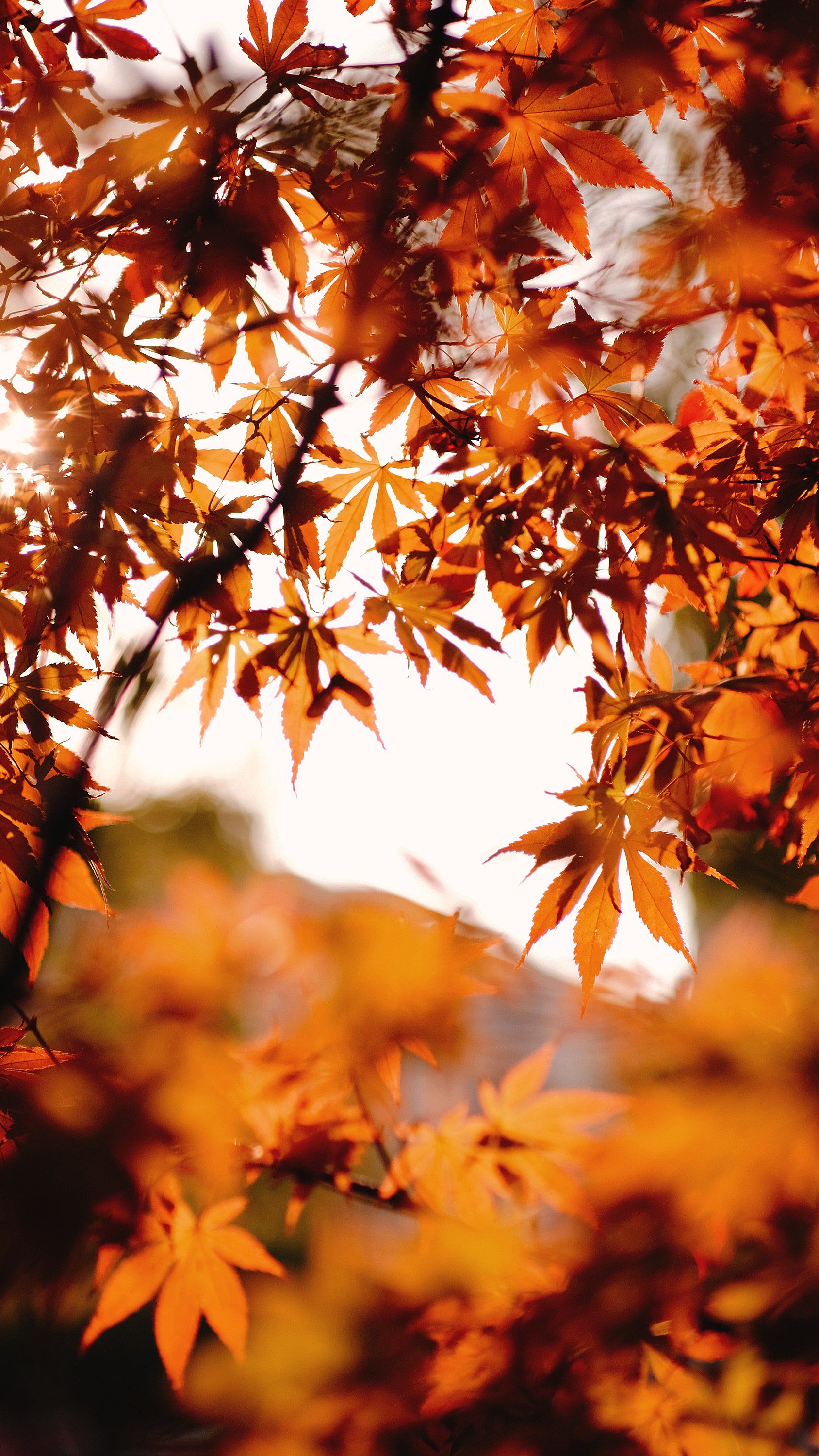 Planting Trees In The Fall 4 Seasons Arborscapes