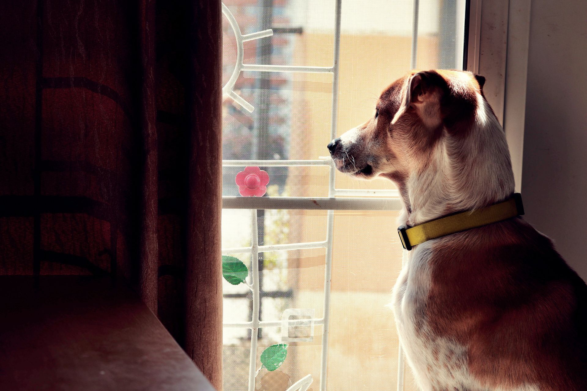 ¿Por Qué a los Perros les Gusta Mirar por la Ventana?