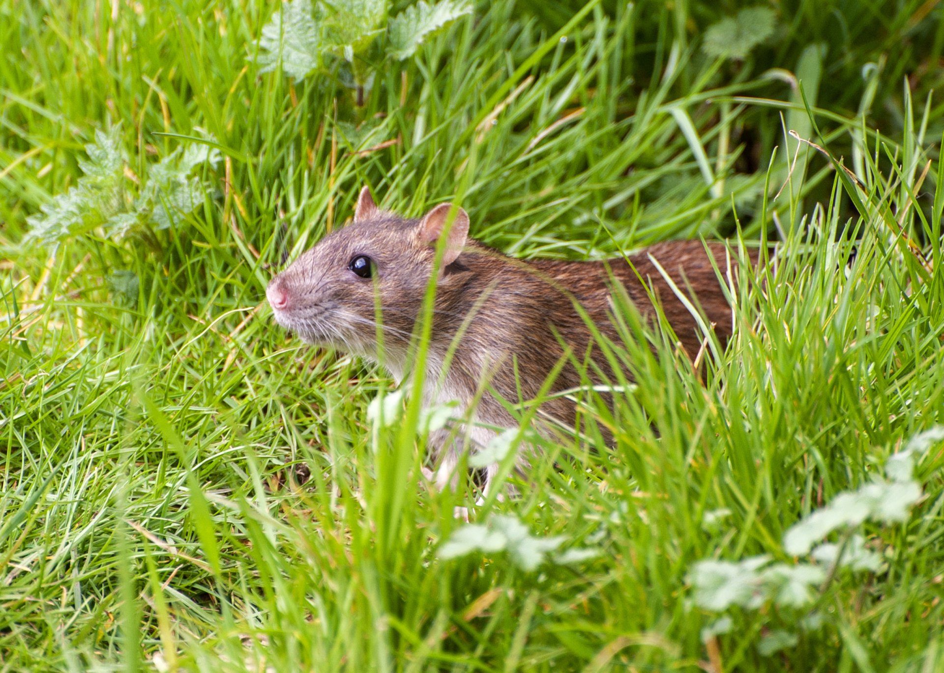 Why Are Rats Under Your Shed Why Are Rats Under Your Shed