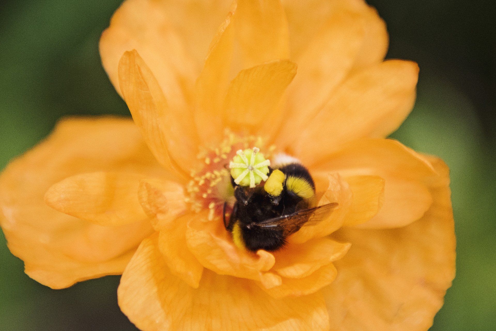 Cannabis Nectar Collector: Everything You Need to Know About this ...