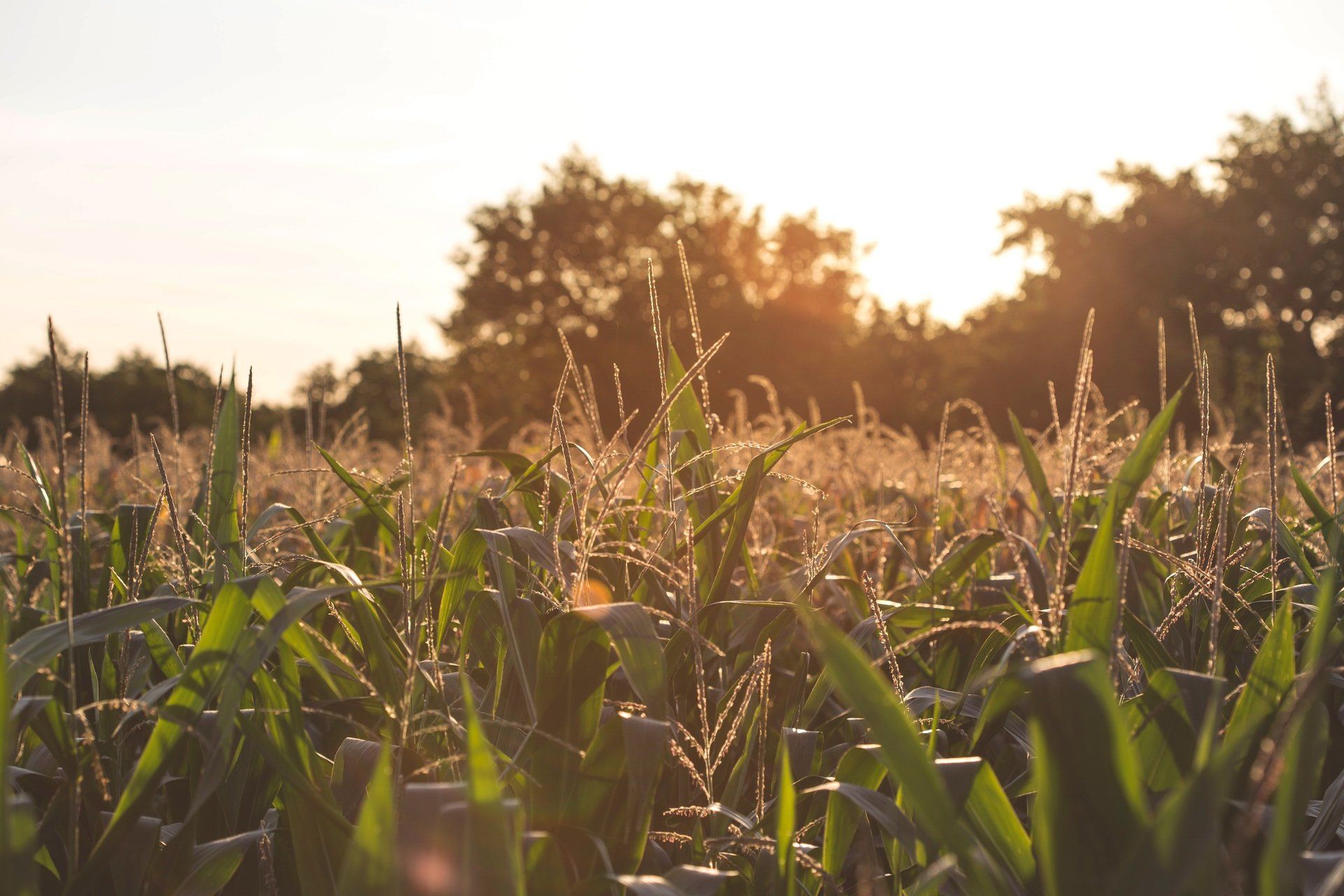 Corn Maze & Farm Fun | Mazezilla | Saylorsburg, PA