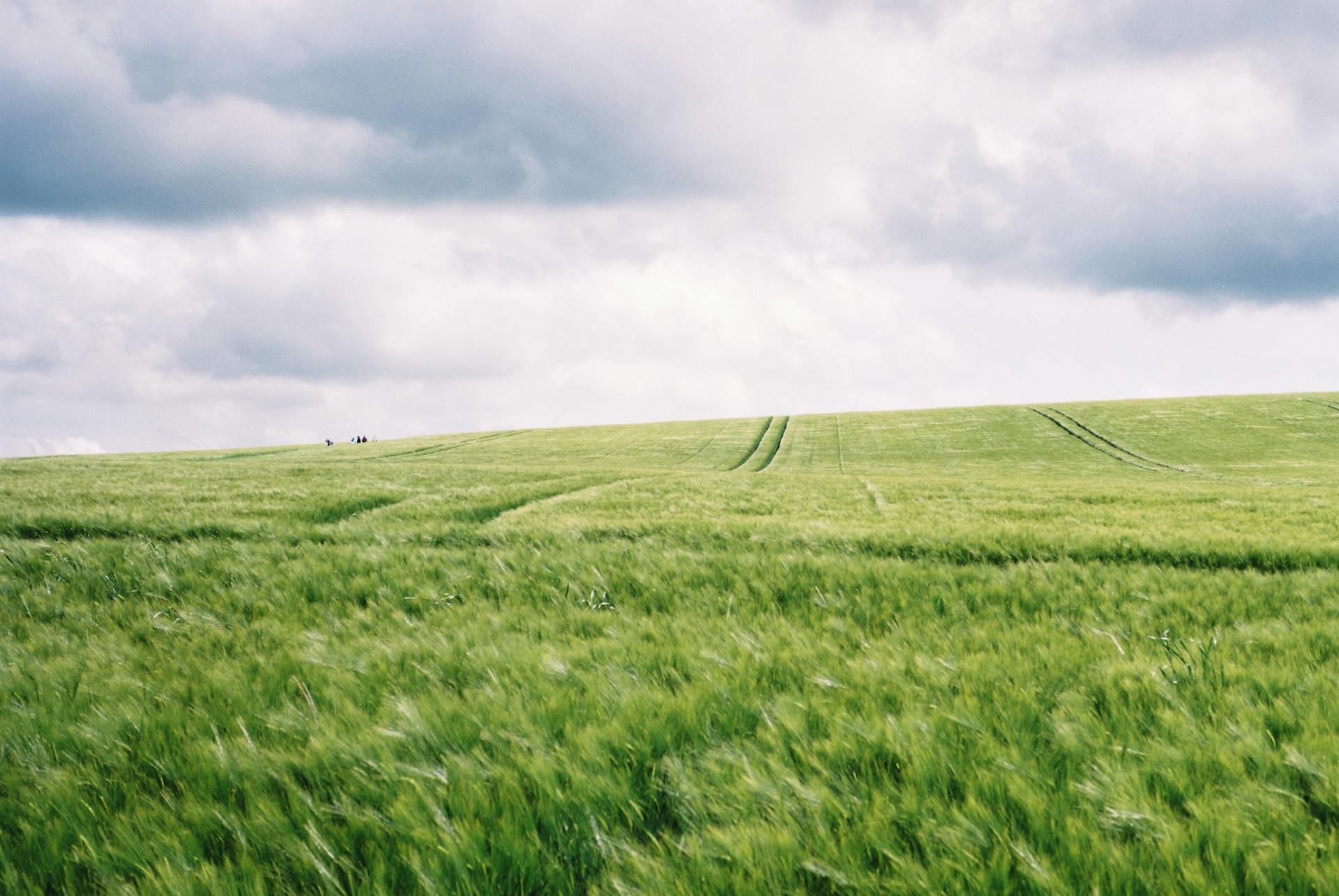 Northeast Cover Crop Removal