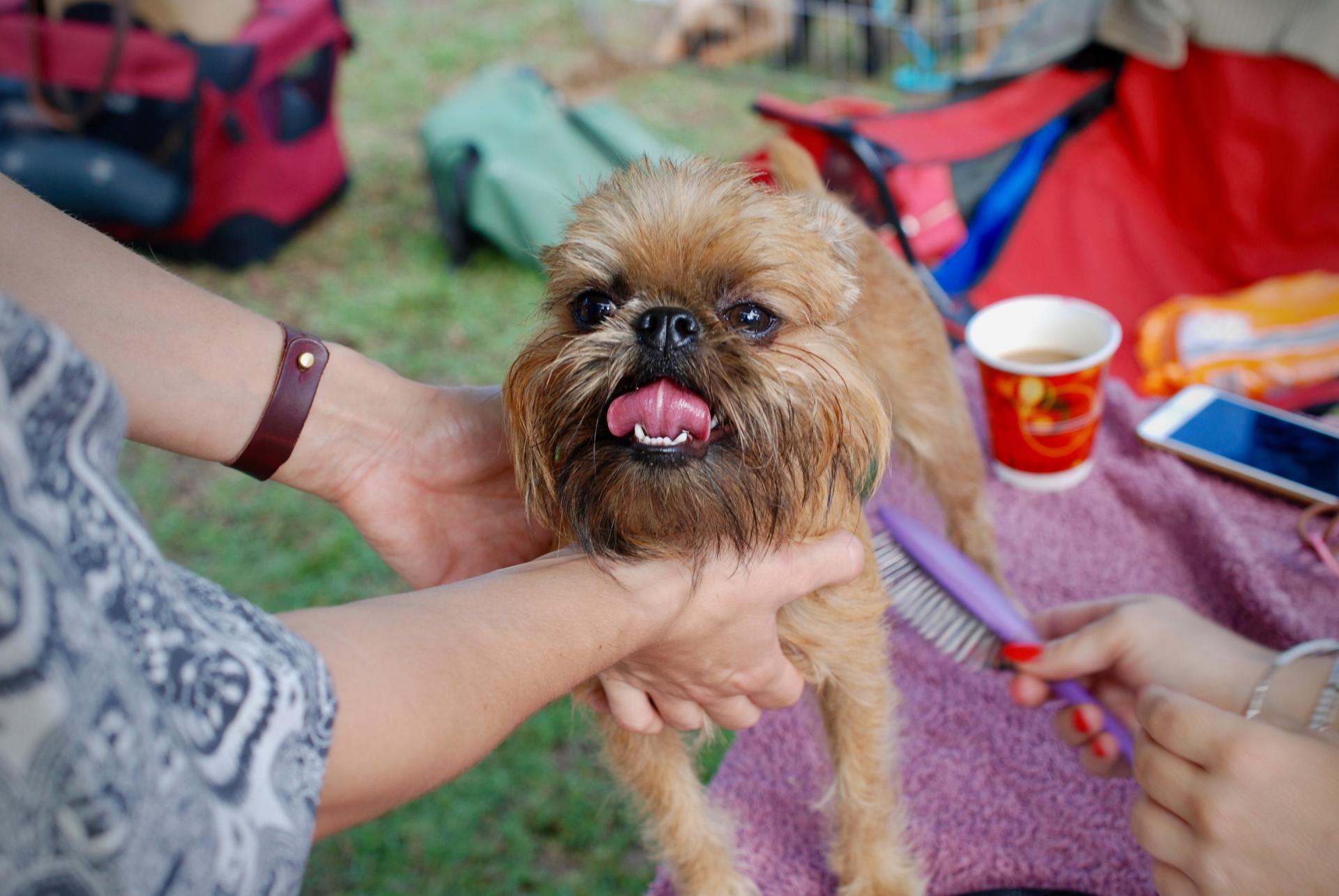 My Three Dogs Dog Grooming Dog Day Care Dog Boarding My Three Dogs Dog Grooming Dog Day Care Dog Boarding