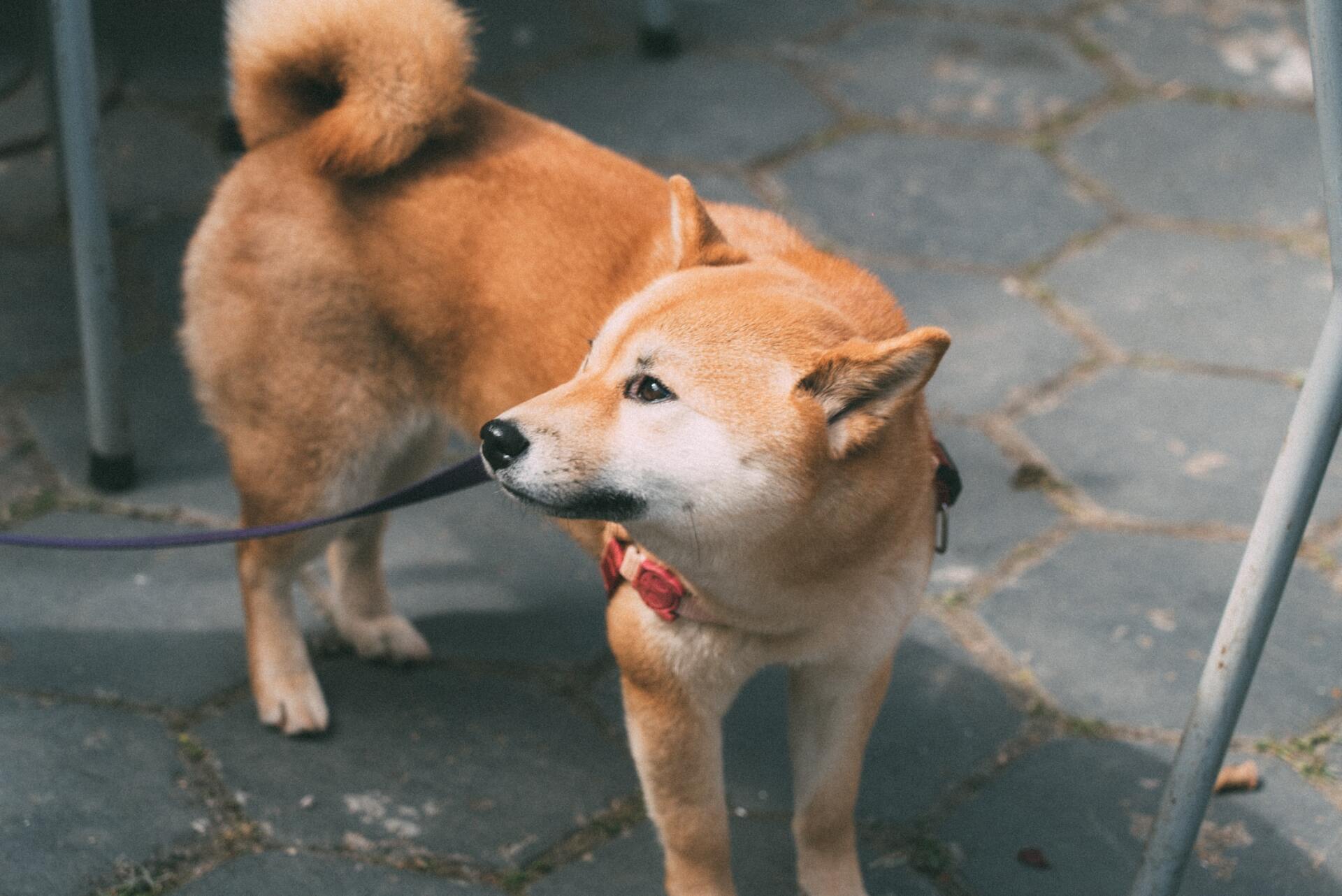 Cómo Entrenar a un Perro Maltratado