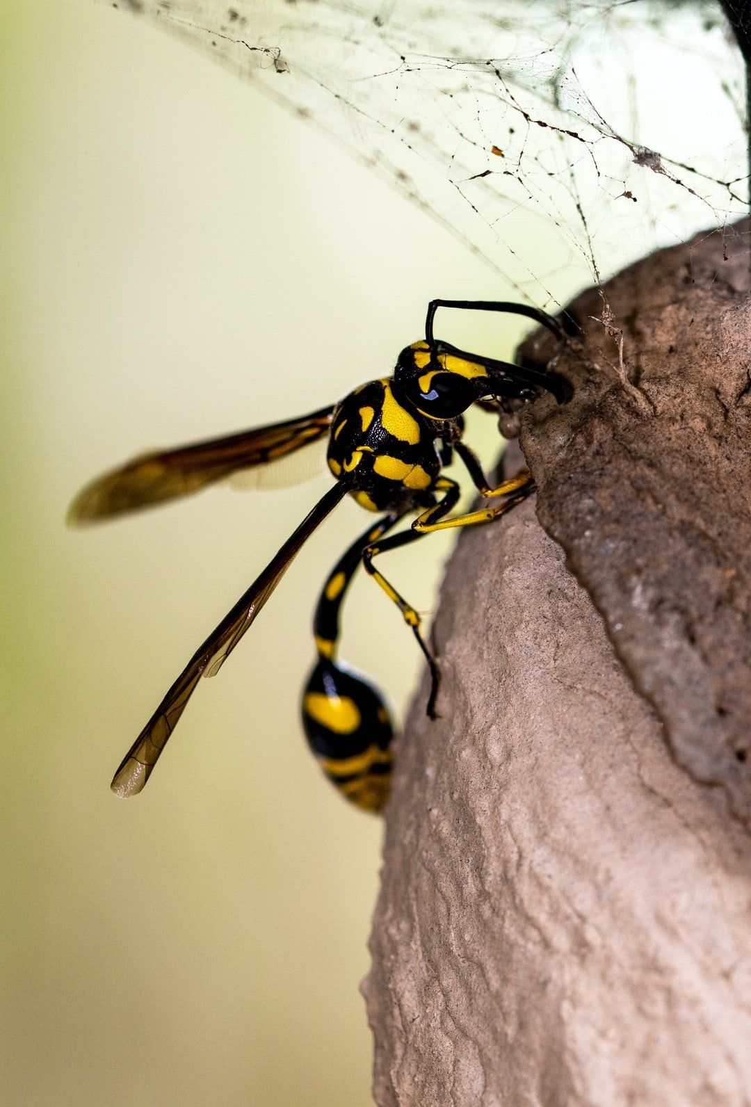 How To Clean Mud Dauber Wasp Nests From Your Home
