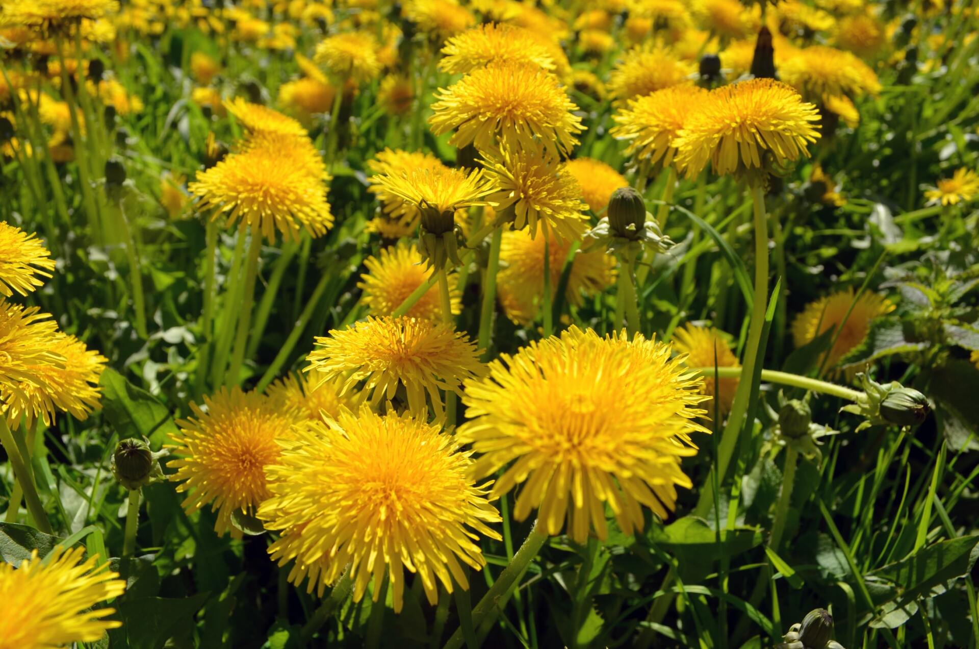 Serving Hemlock MI Custom Personalized Lawn Care